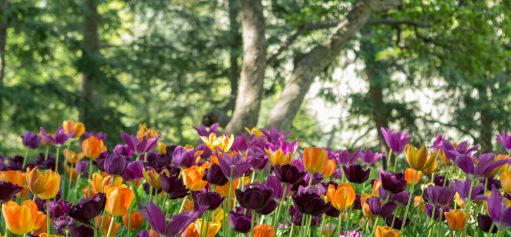 Explore the Mid Park | Central Park Conservancy