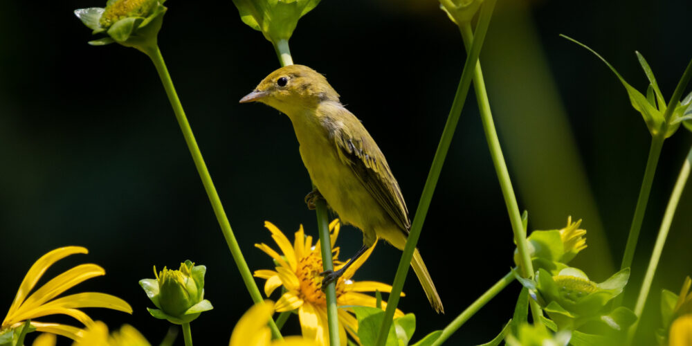Birding Guide | Central Park Conservancy