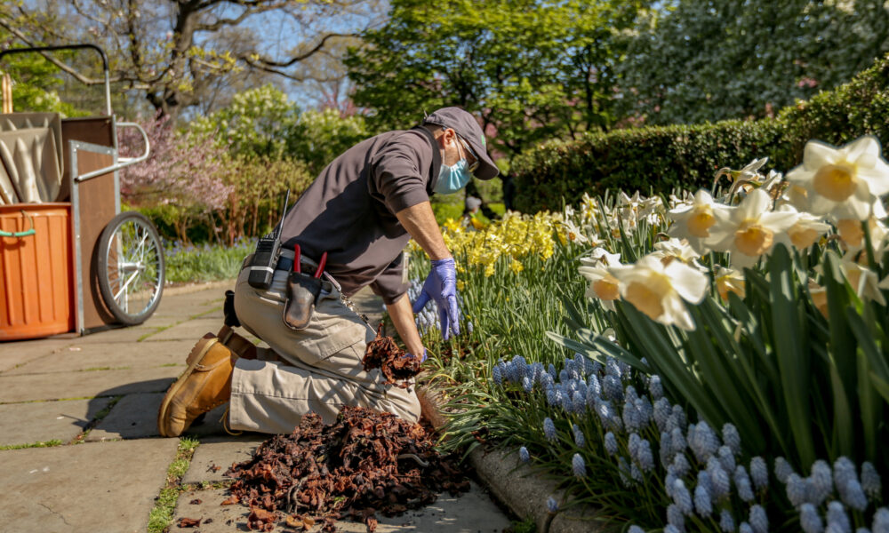 Dene Slope | Central Park Conservancy