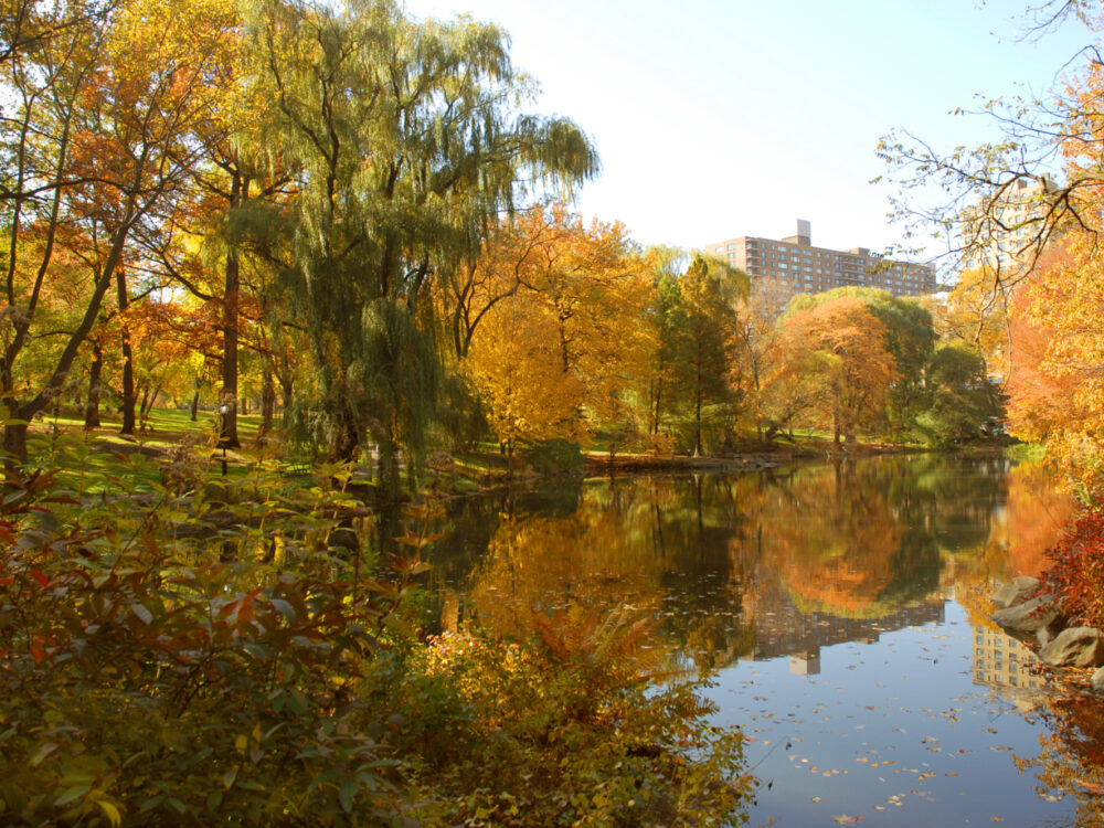 What Are Central Park’s Most Colorful Fall… | Central Park Conservancy