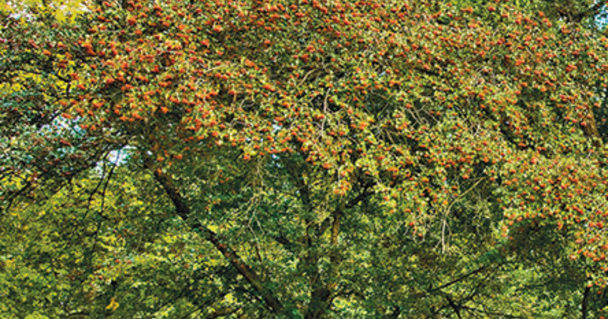 Hawthorn | Central Park Conservancy