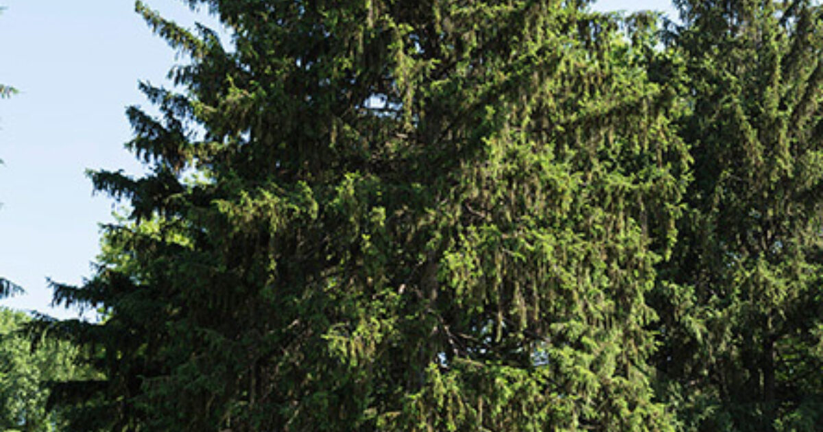Norway Spruce | Central Park Conservancy