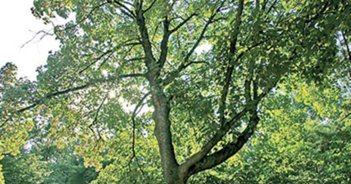 Sycamore Maple | Central Park Conservancy