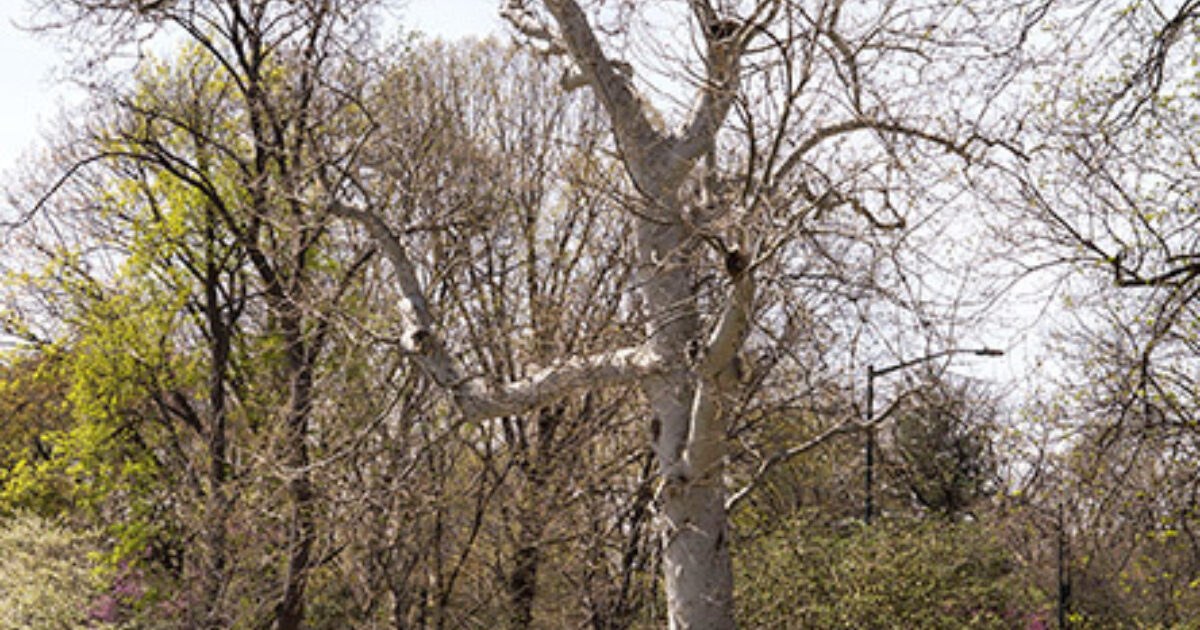 American Sycamore | Central Park Conservancy