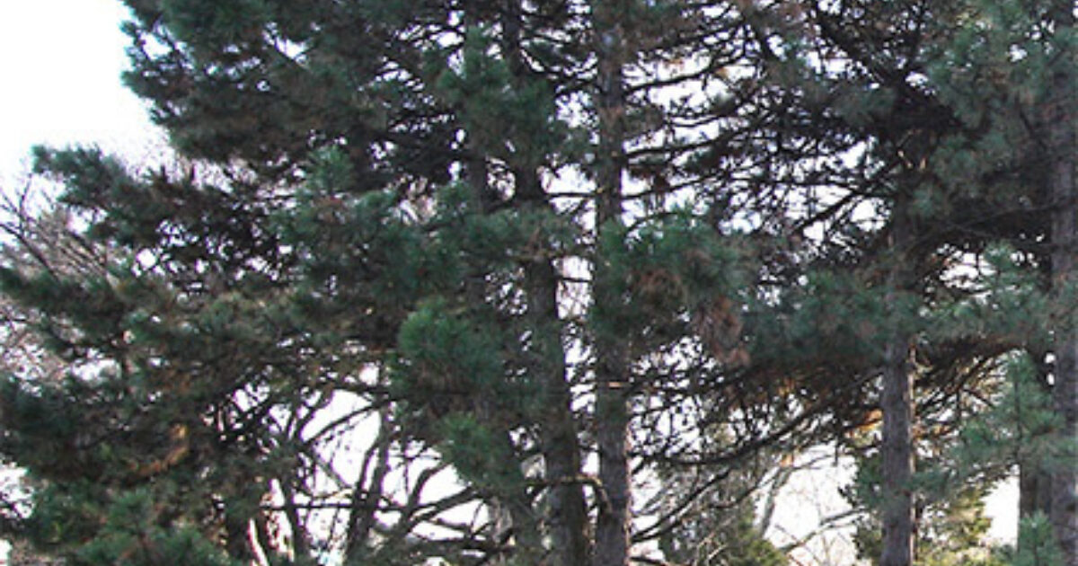 Austrian Pine | Central Park Conservancy