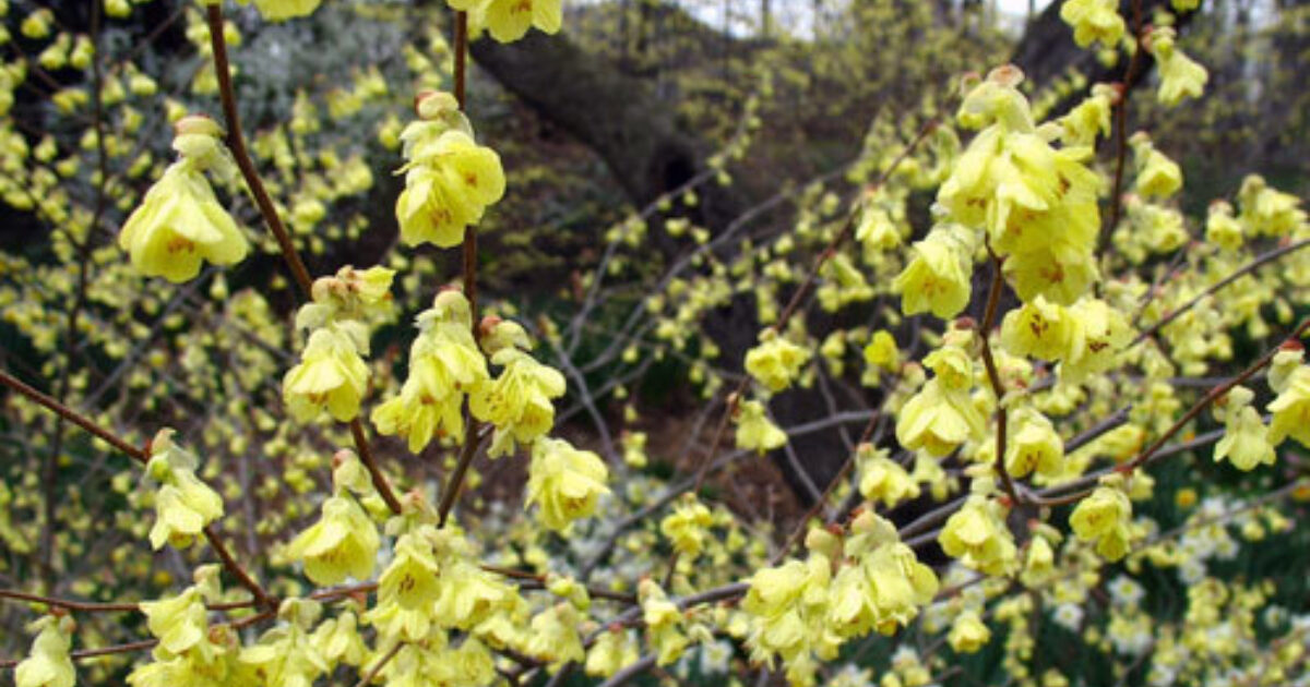 Buttercup Winterhazel | Central Park Conservancy