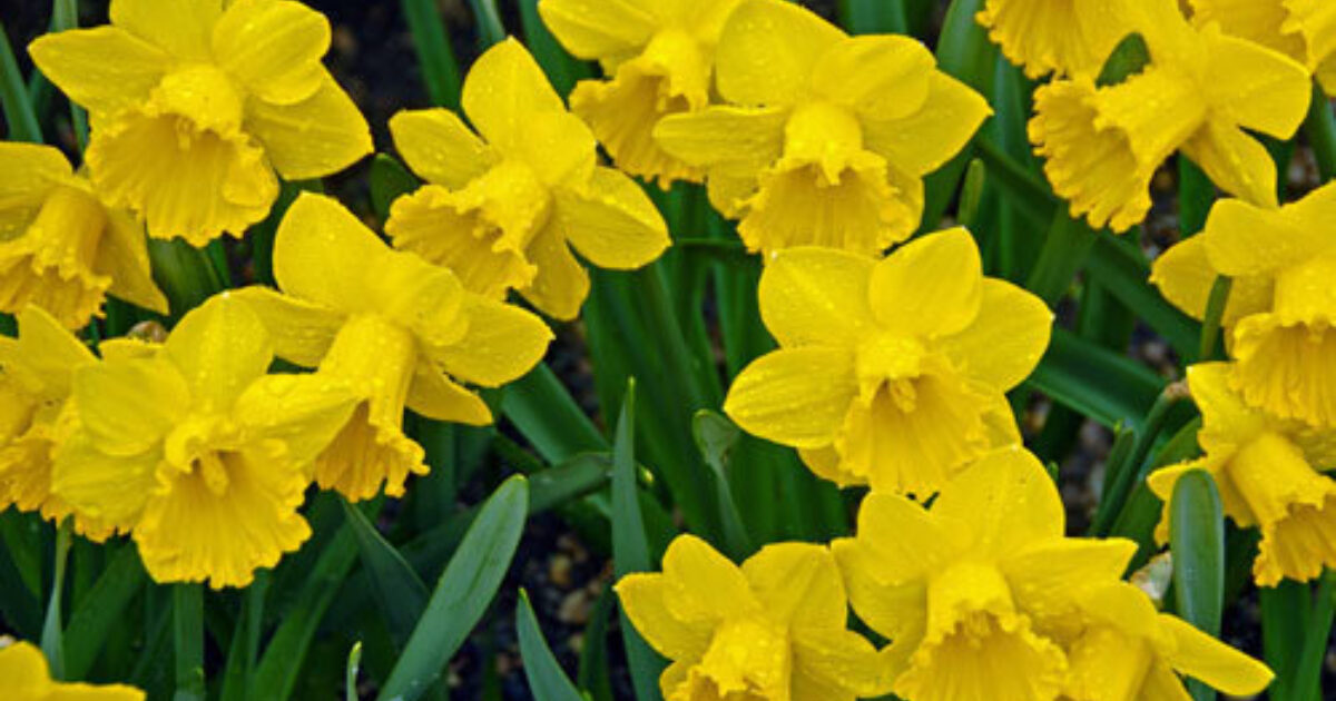 Daffodil | Central Park Conservancy
