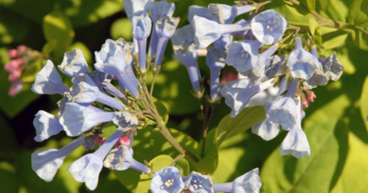 Virginia Bluebell | Central Park Conservancy