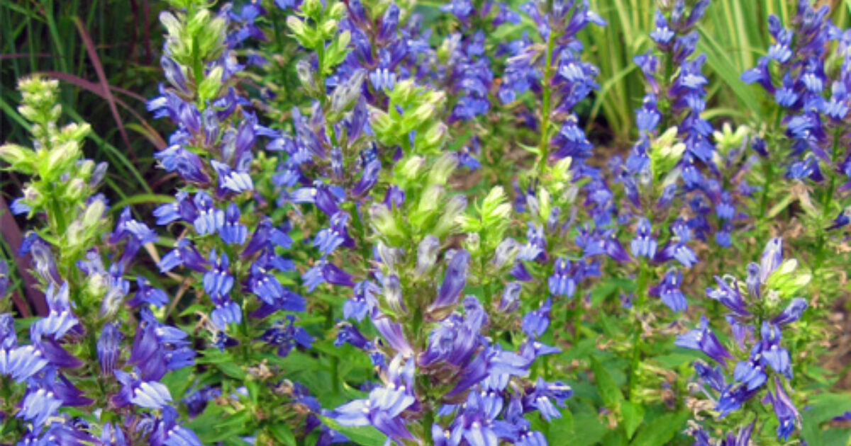 Cardinal Flower | Central Park Conservancy