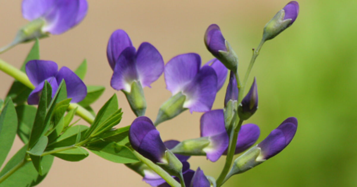 Blue False Indigo | Central Park Conservancy