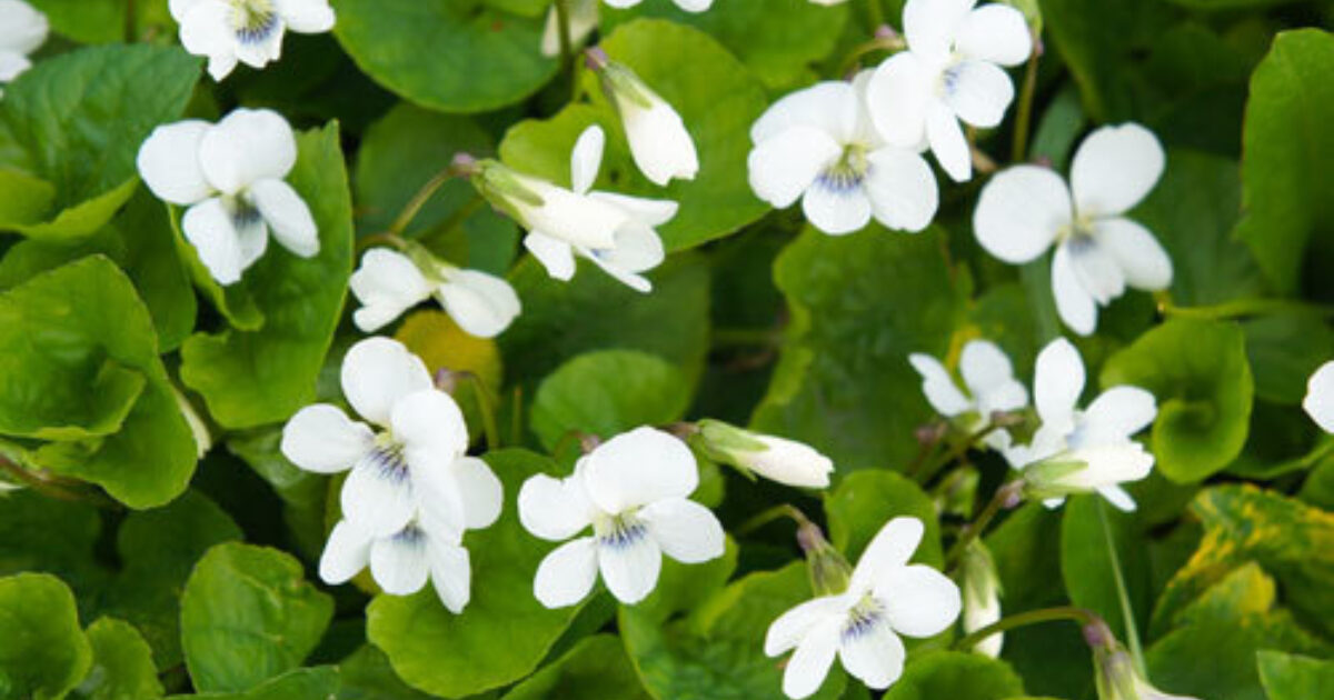 Canada Violet | Central Park Conservancy