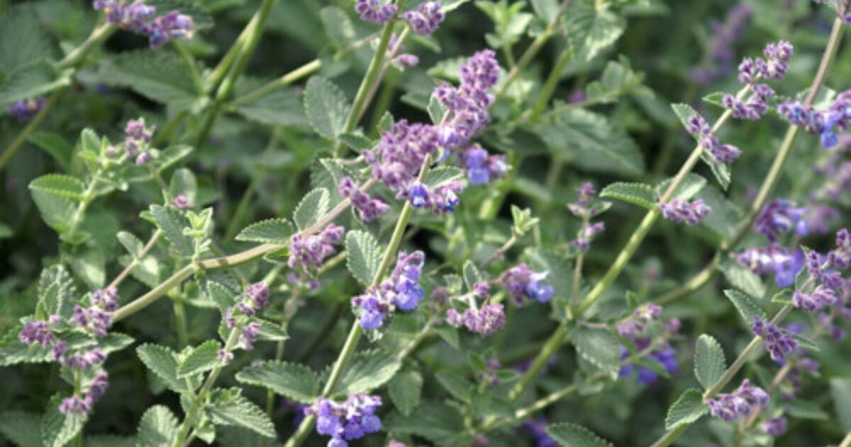 Catmint | Central Park Conservancy