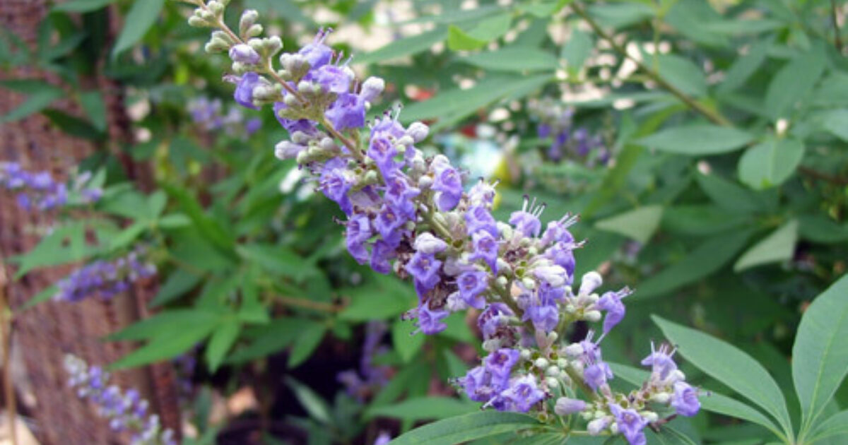 Chaste Tree | Central Park Conservancy