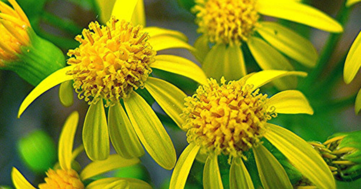 Cutleaf Coneflower | Central Park Conservancy