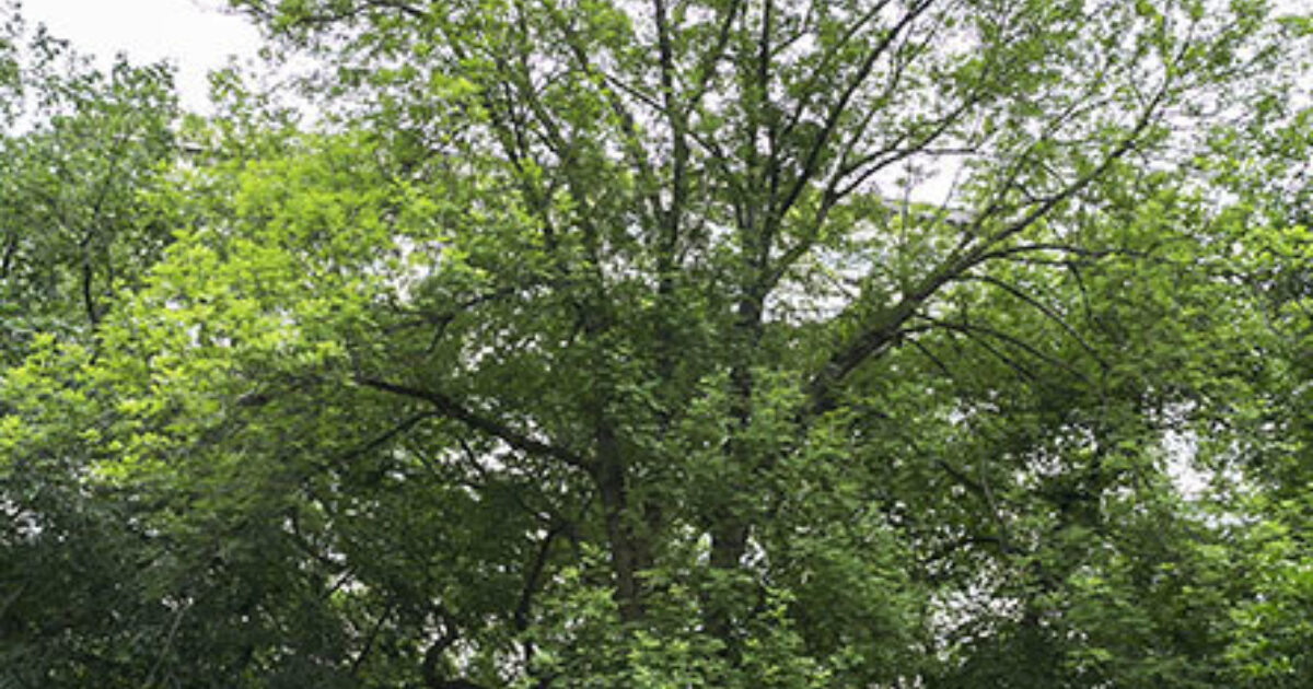 European Ash | Central Park Conservancy