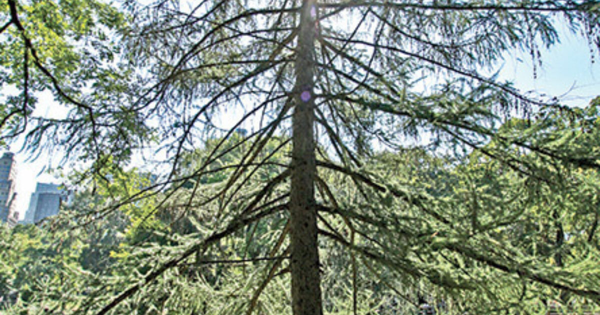 European Larch | Central Park Conservancy