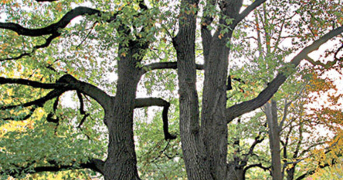 European Turkey Oak | Central Park Conservancy