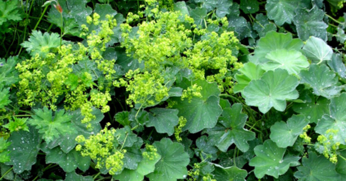 Lady's Mantle | Central Park Conservancy