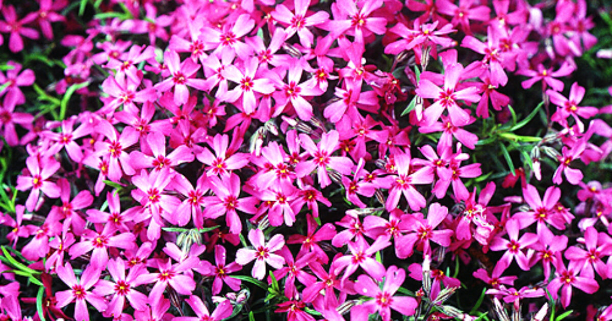Phlox | Central Park Conservancy