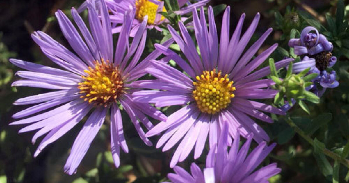Showy Aster | Central Park Conservancy