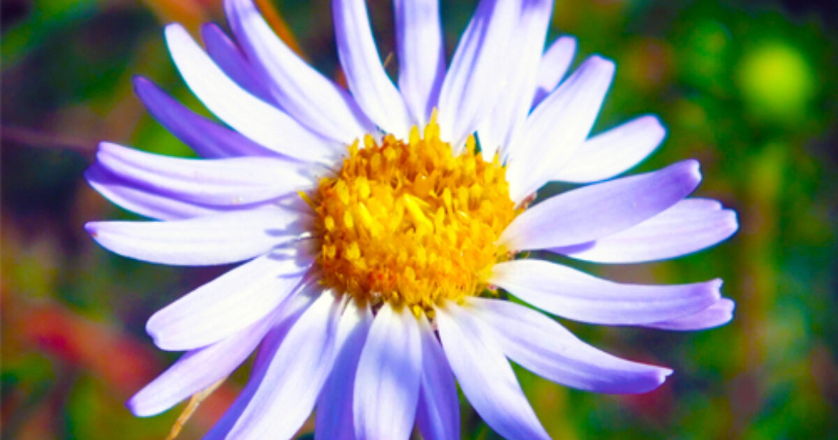 Smooth Aster | Central Park Conservancy