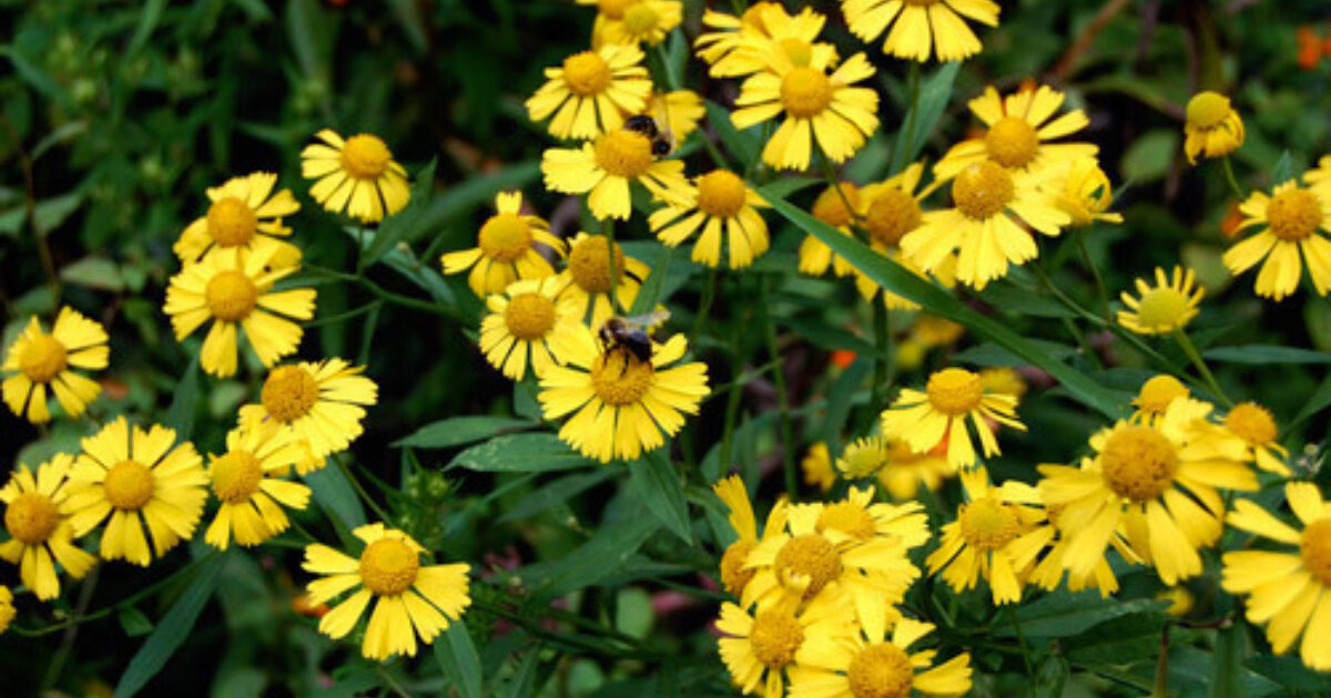 Sneezeweed | Central Park Conservancy
