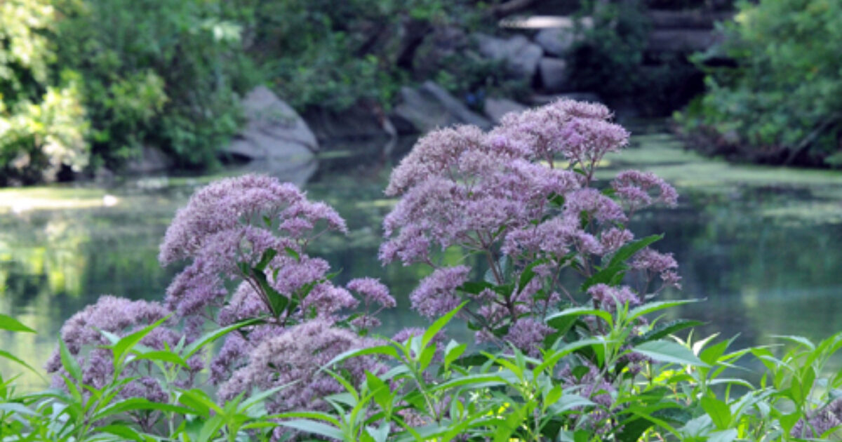 Swamp Milkweed | Central Park Conservancy