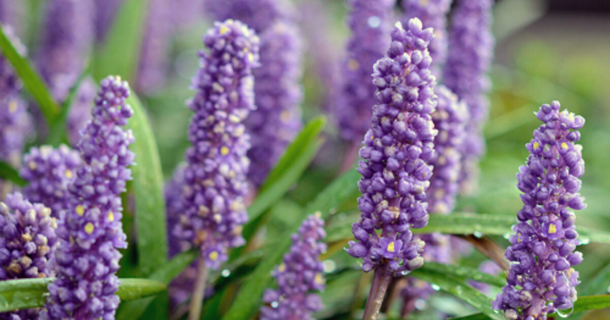 Lily Turf | Central Park Conservancy