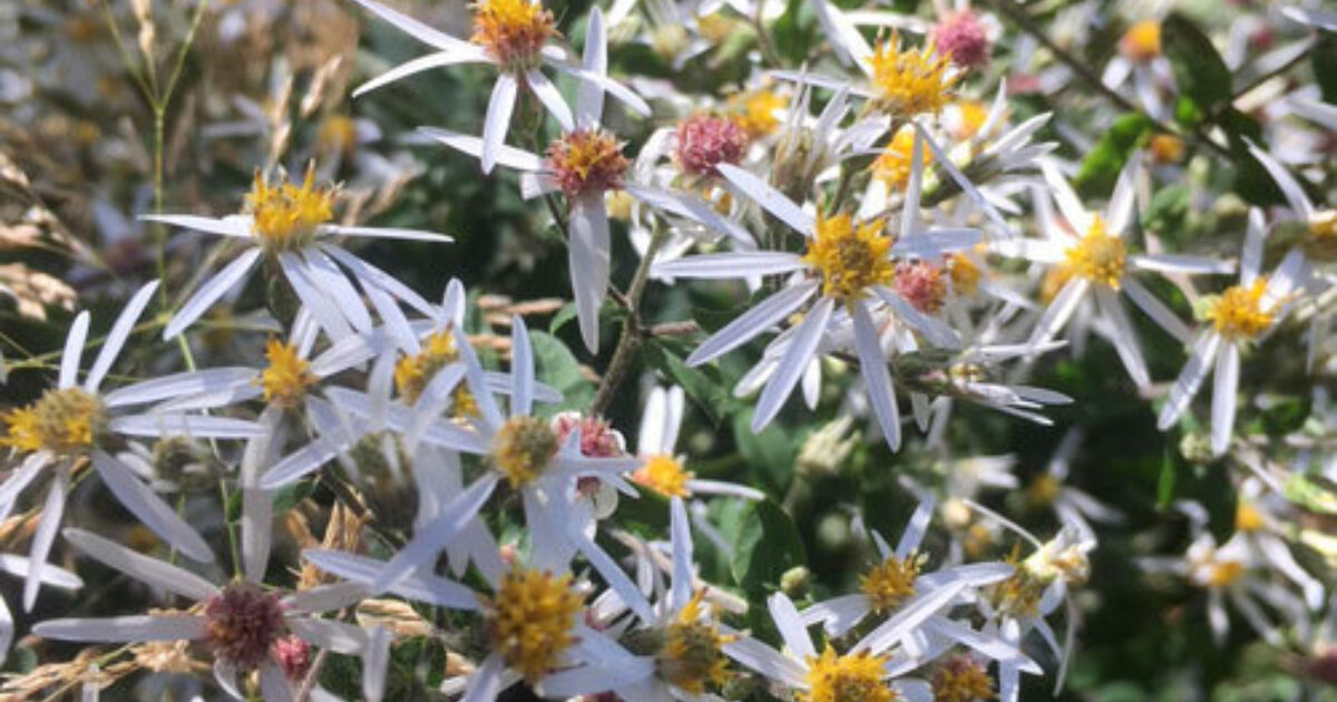 White Wood Aster | Central Park Conservancy