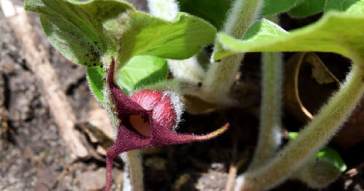 Wild Ginger | Central Park Conservancy