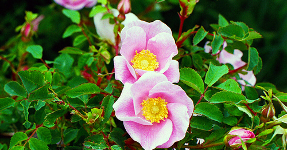 Carefree Wonder Rose | Central Park Conservancy