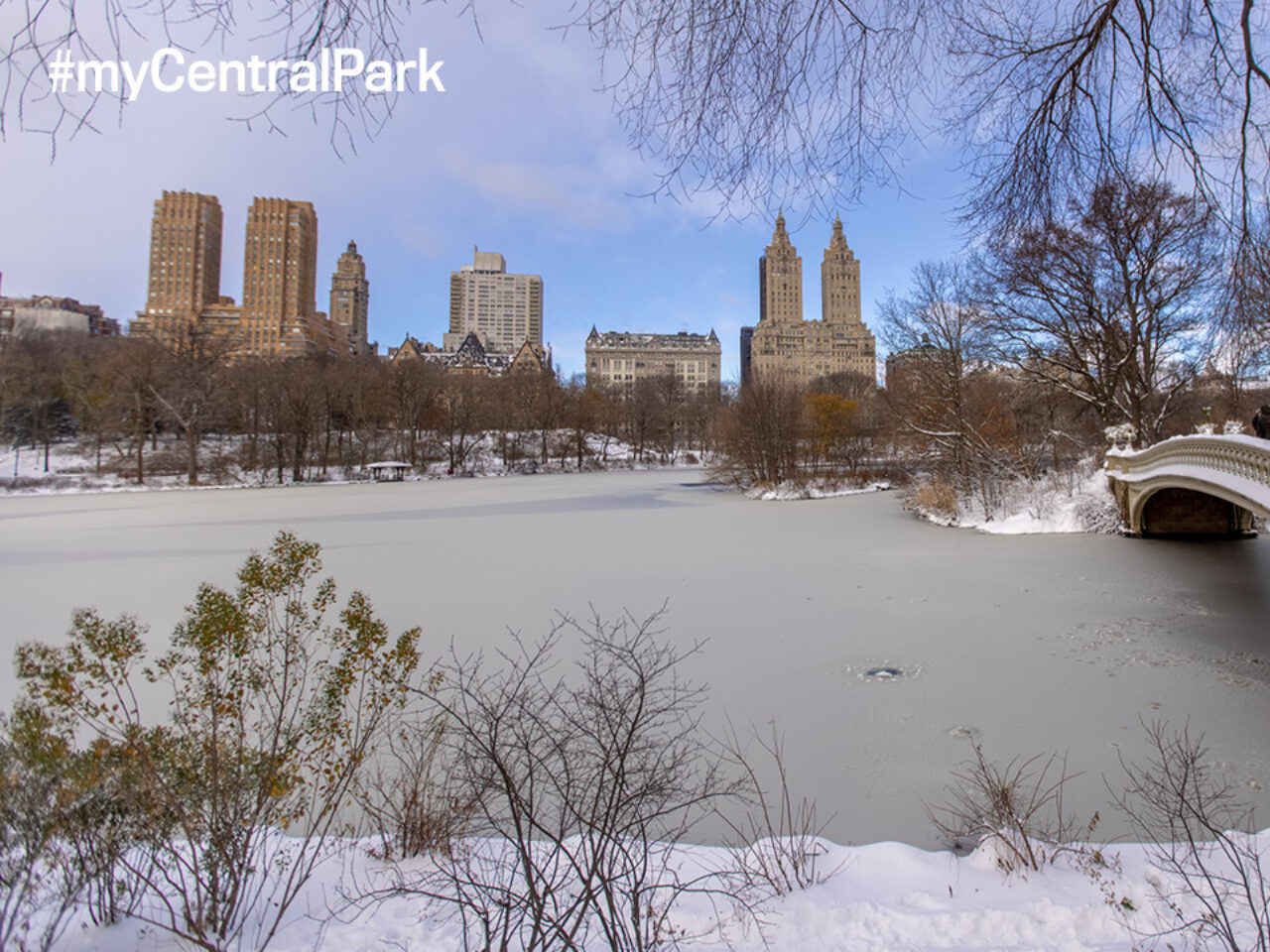 Digital Backgrounds | Central Park Conservancy