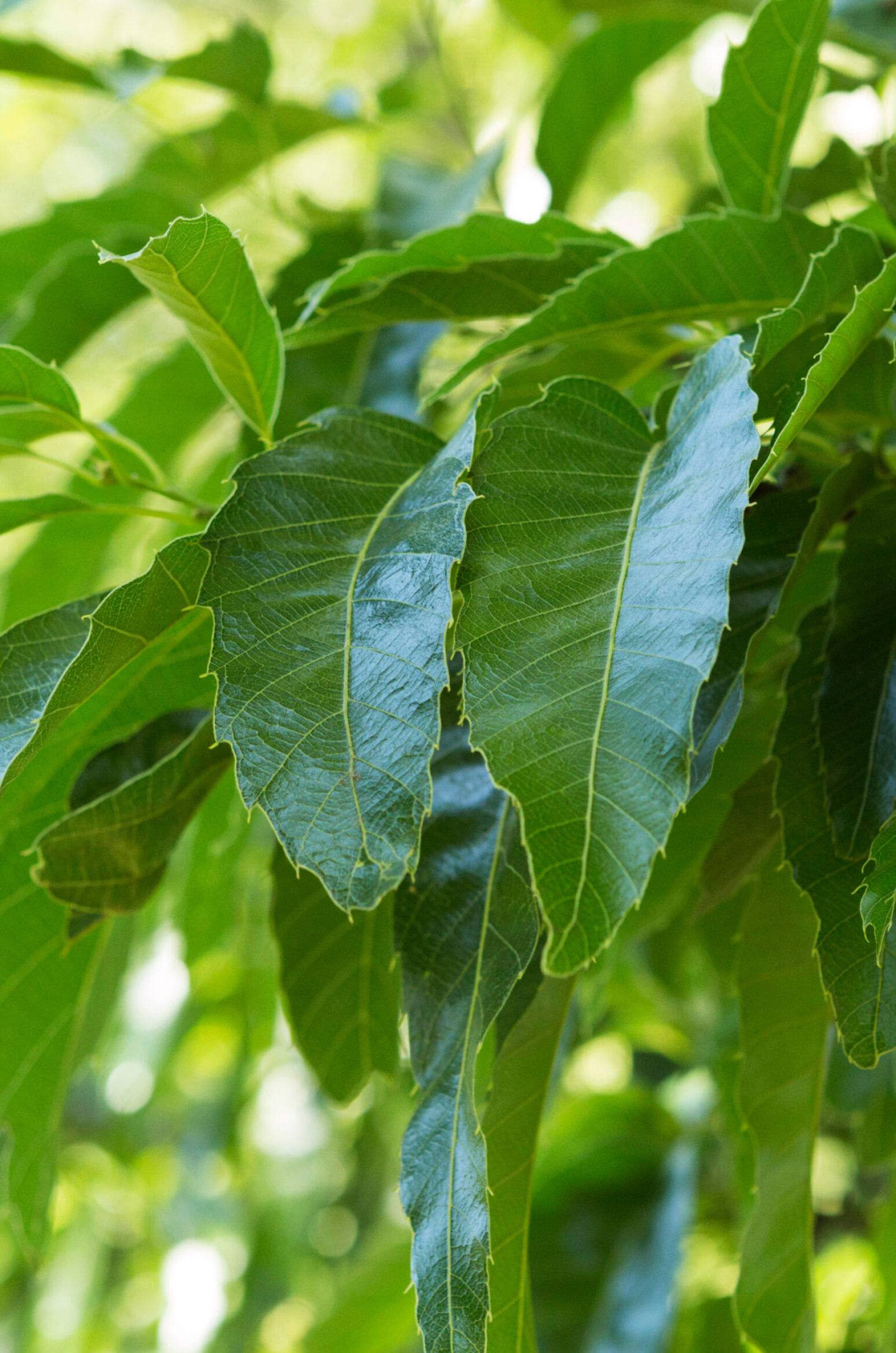 Sawtooth Oak | Central Park Conservancy