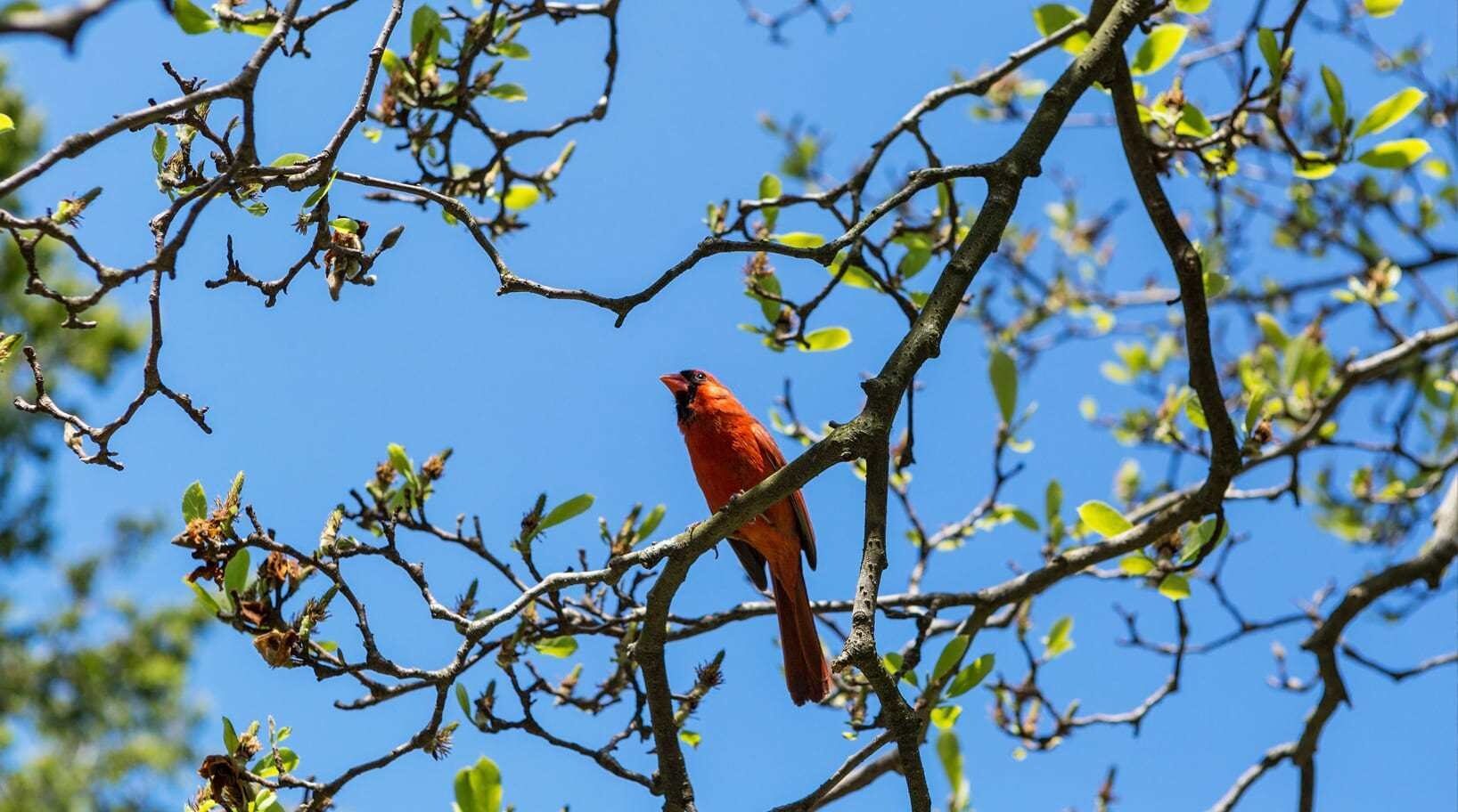 Birding Guide | Central Park Conservancy