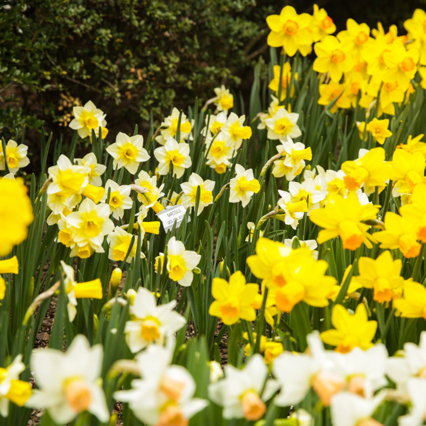 Park History | Central Park Conservancy