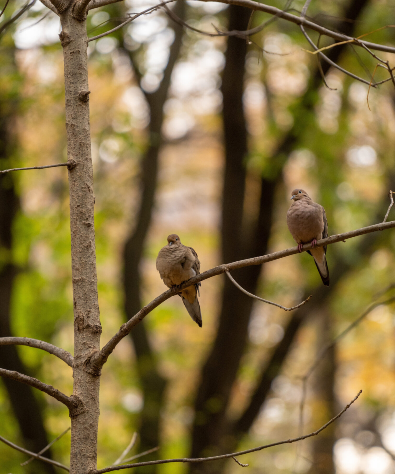 Birding Guide | Central Park Conservancy