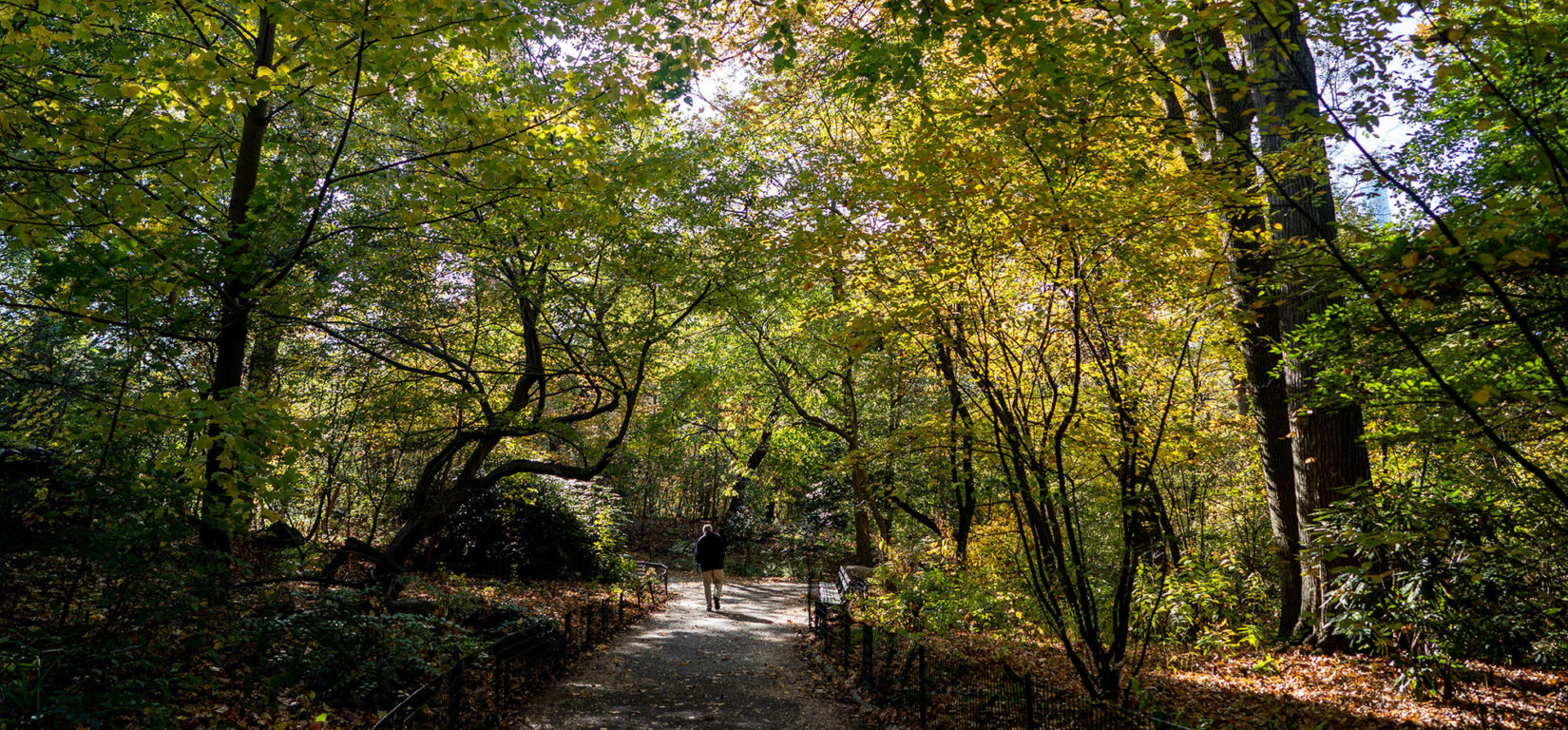 The Ramble: ‘A Sense of Mystery’ Across 36… | Central Park Conservancy
