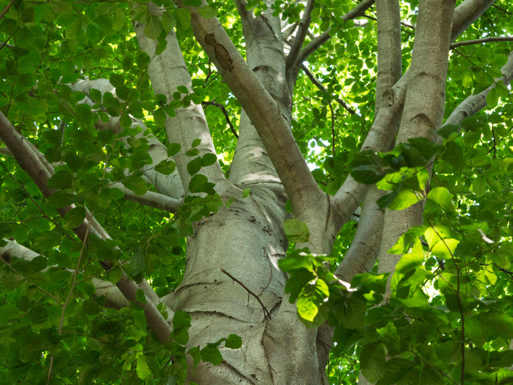 European Ash | Central Park Conservancy