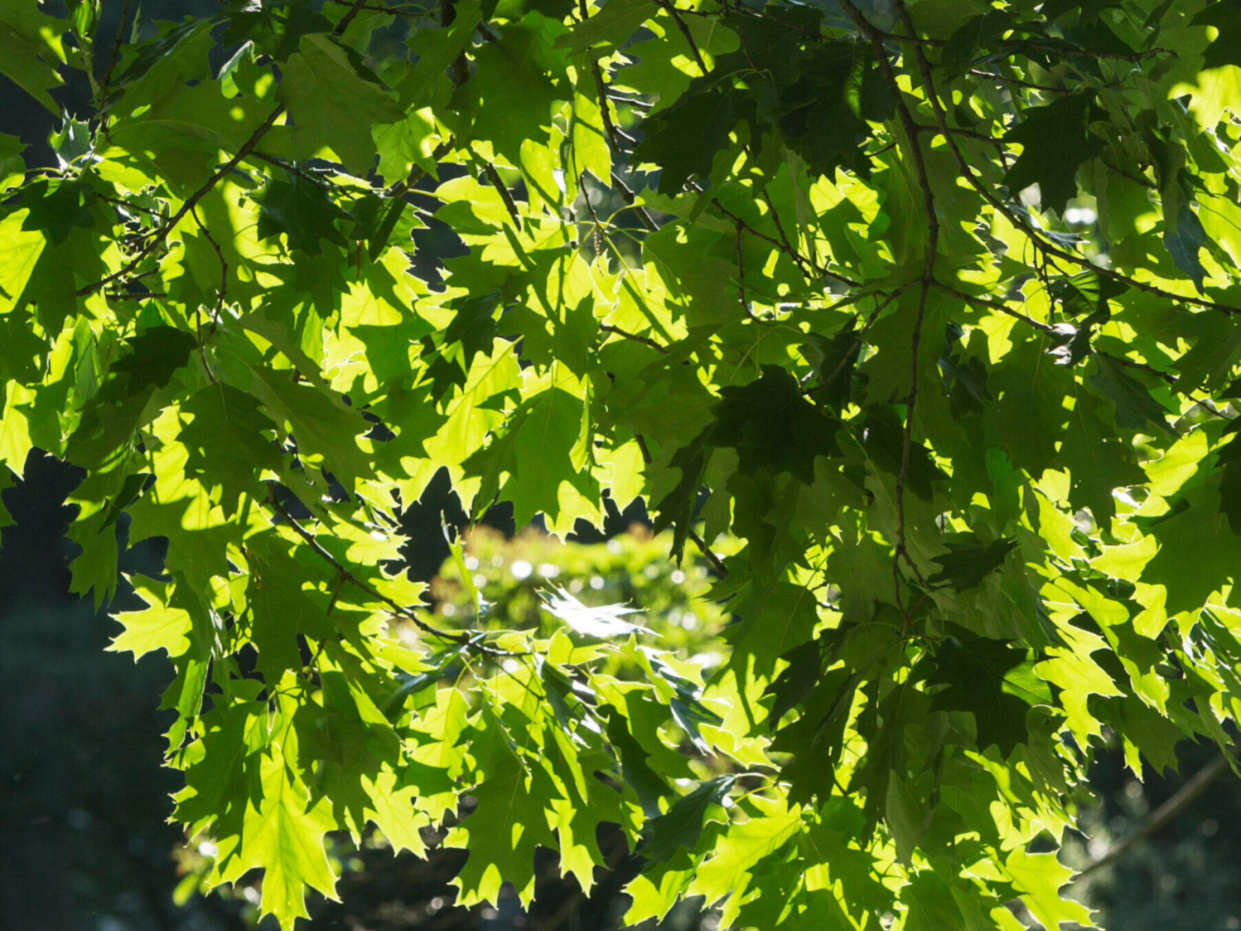 Red Maple | Central Park Conservancy