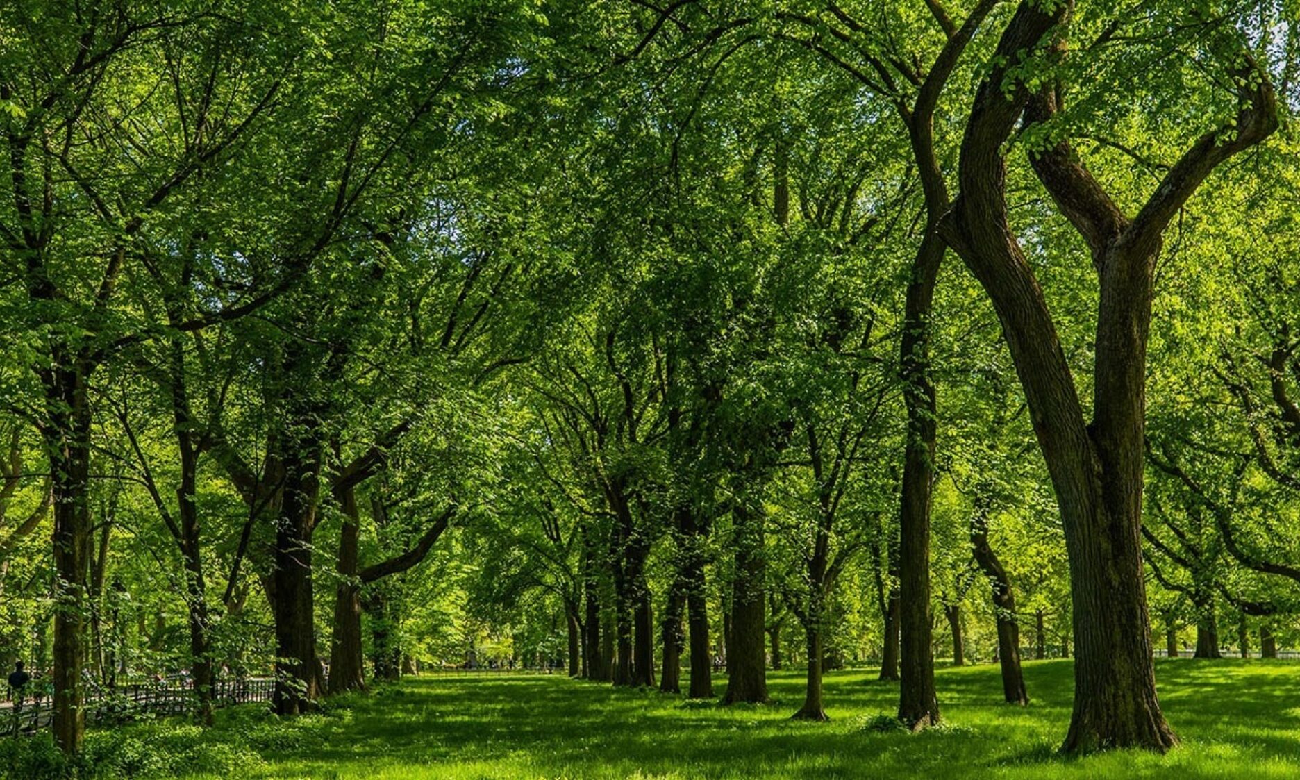 Bethesda Tree Walk | Central Park Conservancy