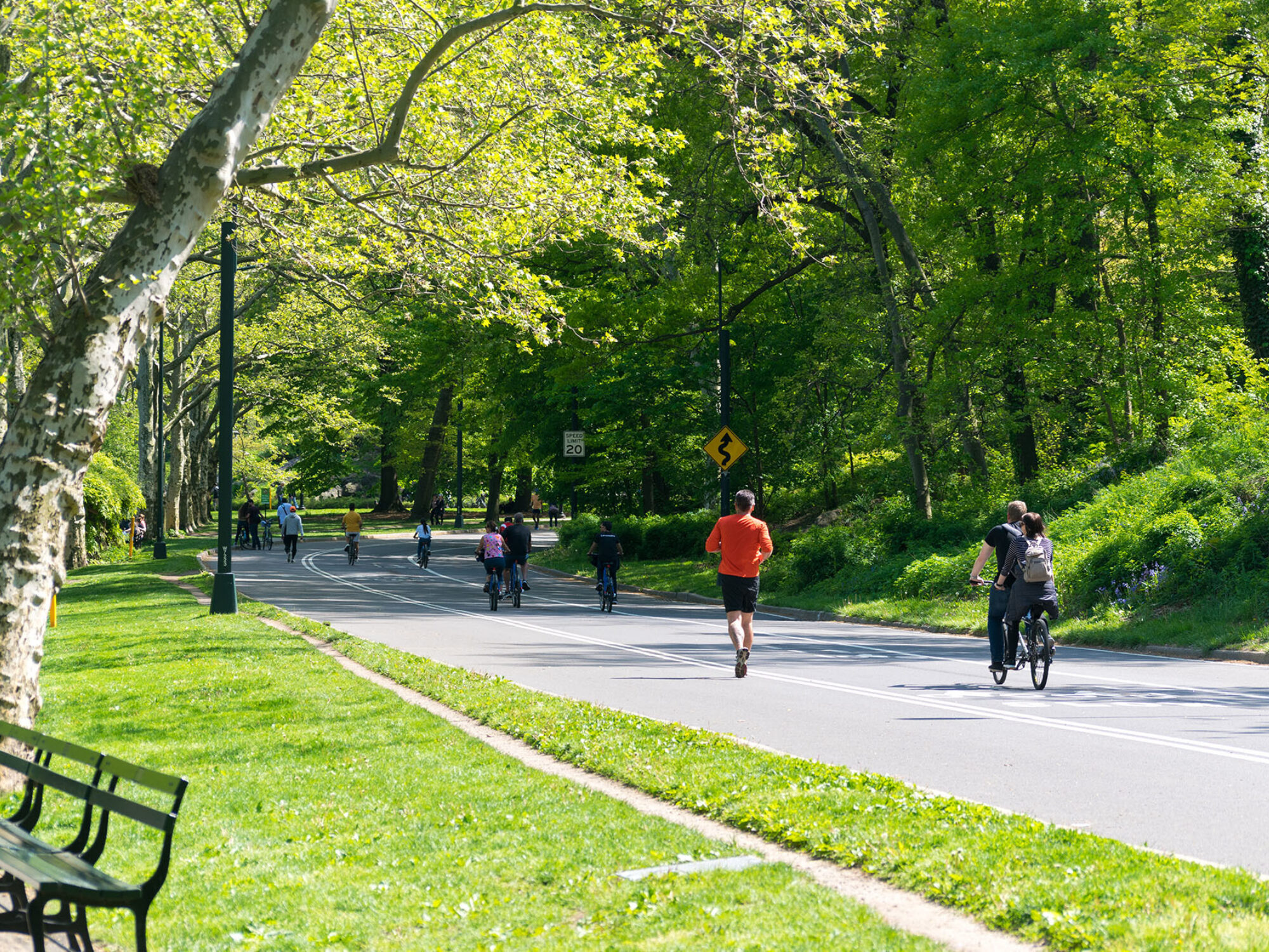 What’s Blooming This Summer in Central Park | Central Park Conservancy