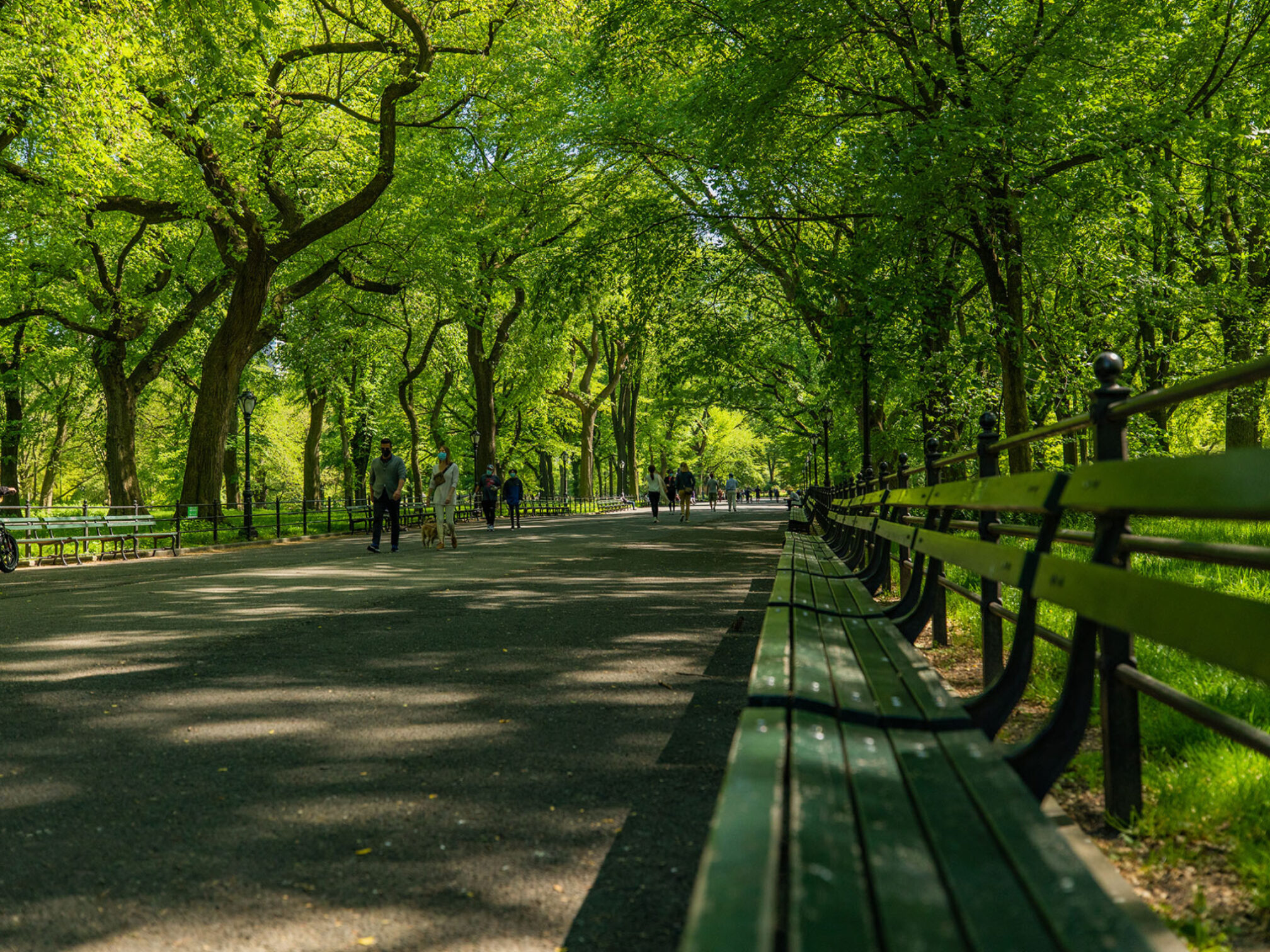 Where the Grass is Greener: What to Know… | Central Park Conservancy