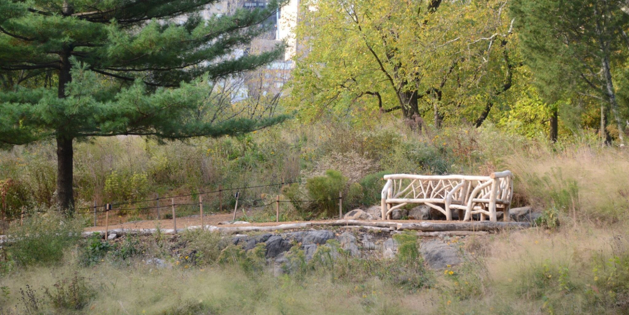 Dene Slope Restoration | Central Park Conservancy