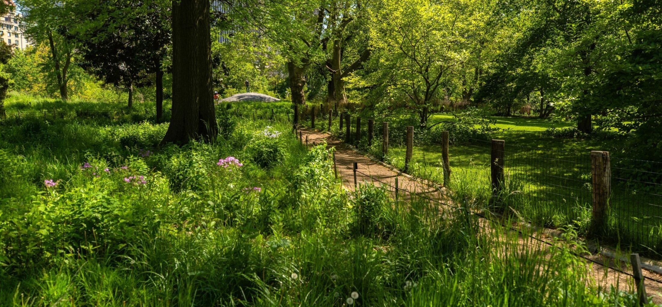 Dene Slope Restoration | Central Park Conservancy
