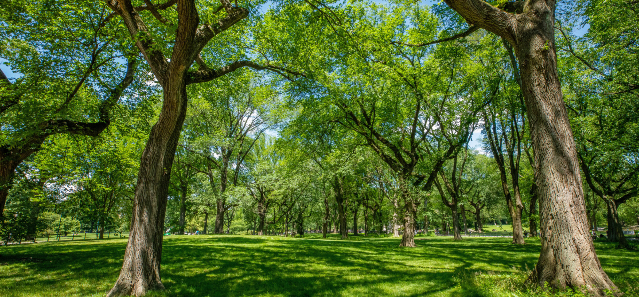 Iconic Views of Central Park Tour | Central Park Conservancy