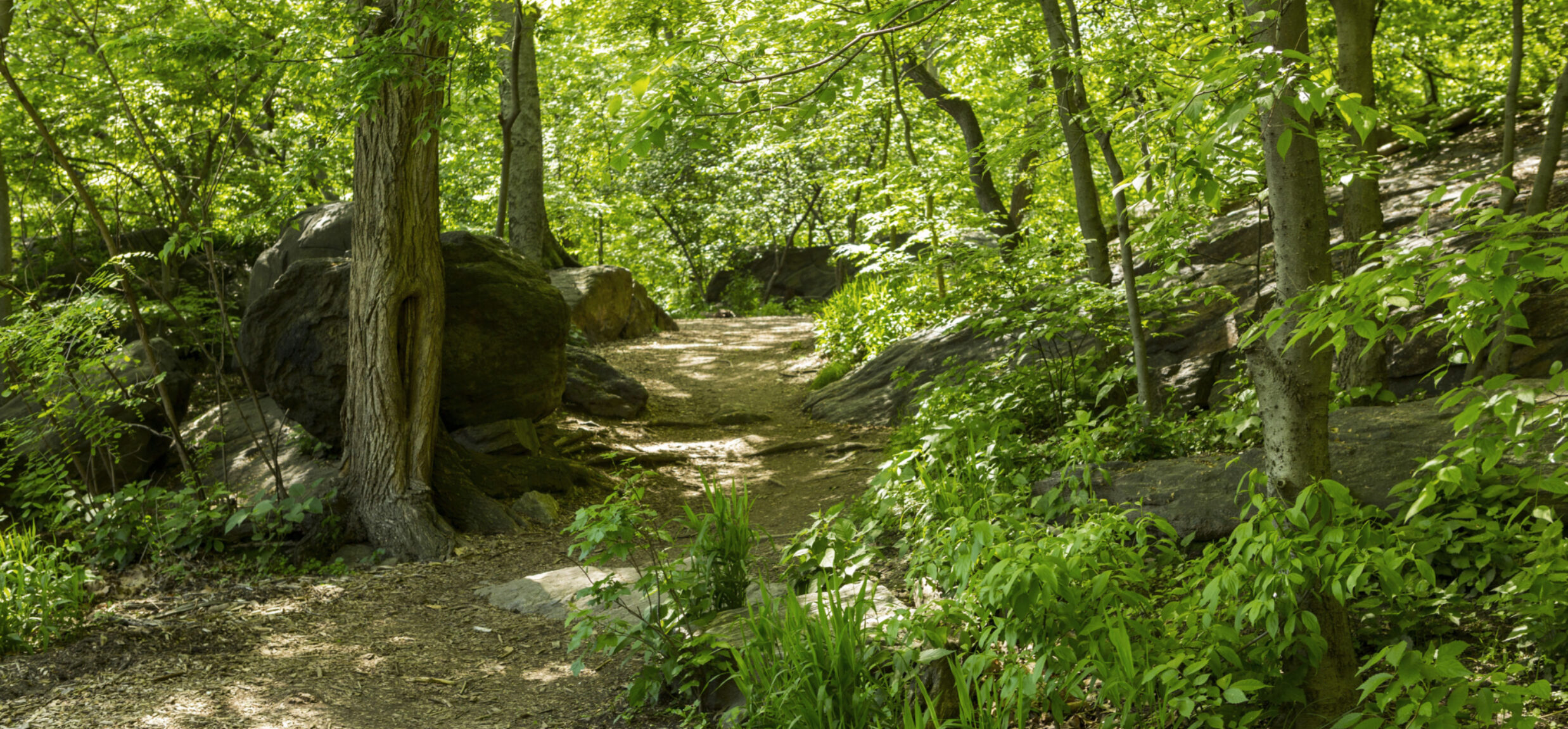 The Ramble Tour | Central Park Conservancy