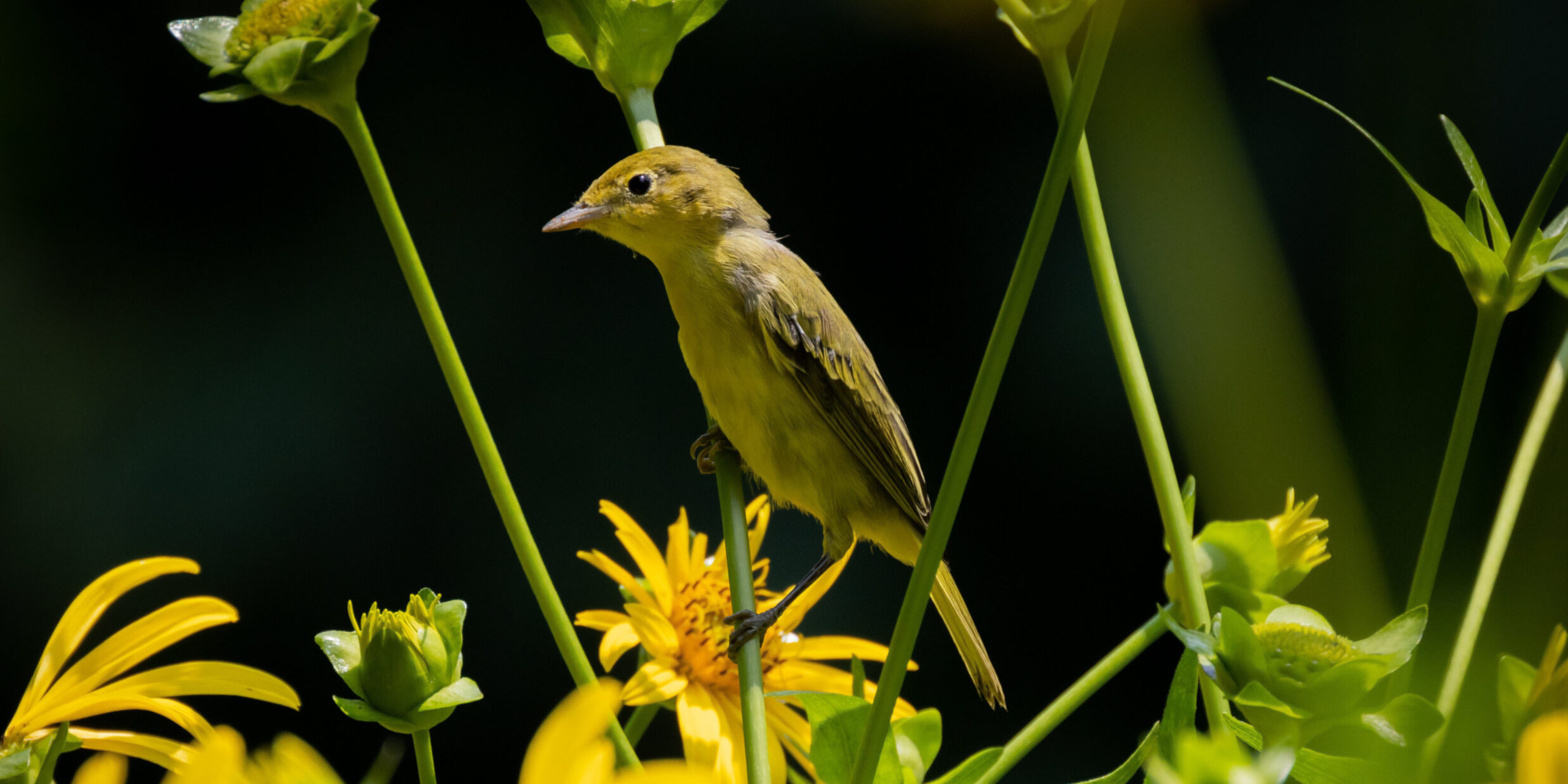 Birding Guide | Central Park Conservancy
