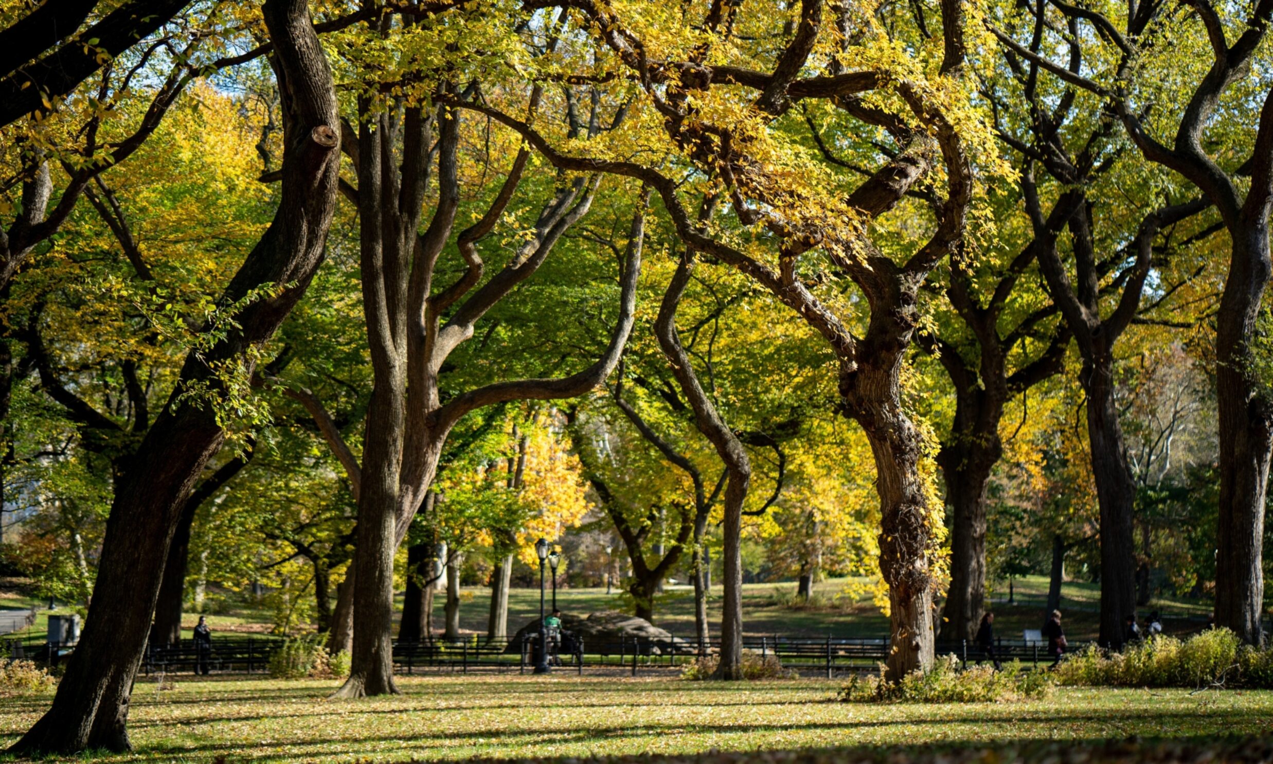 What Are Central Park’s Most Colorful Fall… | Central Park Conservancy