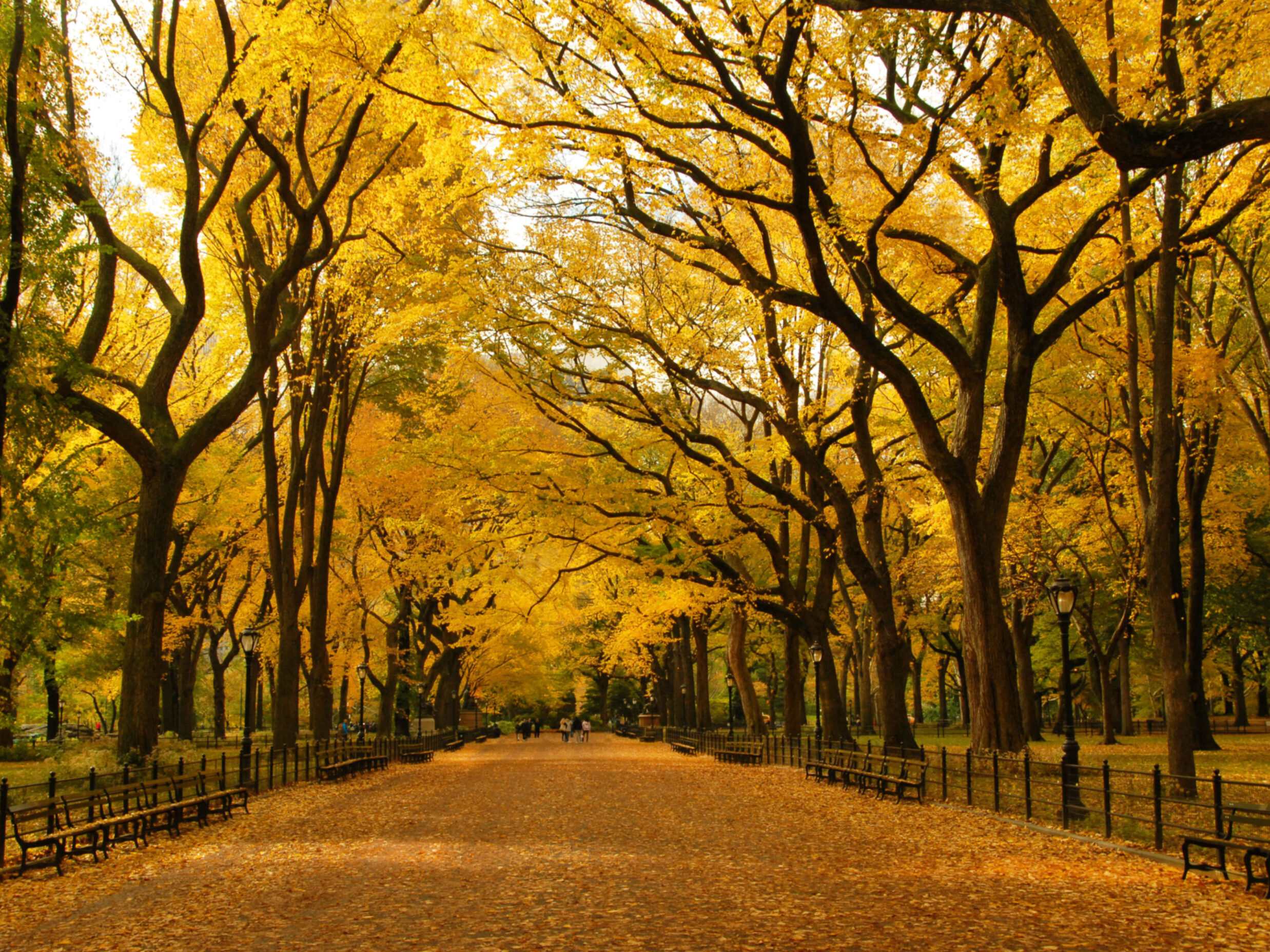 Image Downloads | Central Park Conservancy