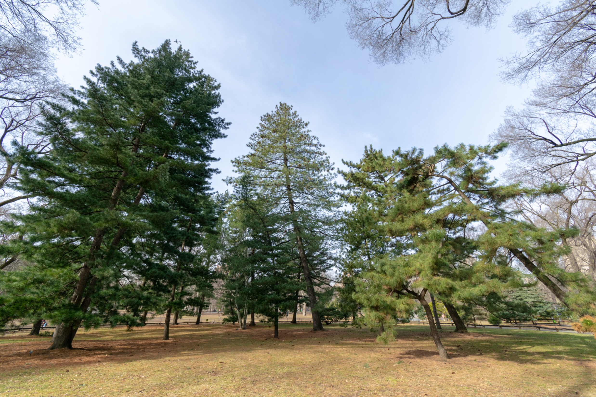 Sprucing Up the Place: The Evergreen Trees… | Central Park Conservancy